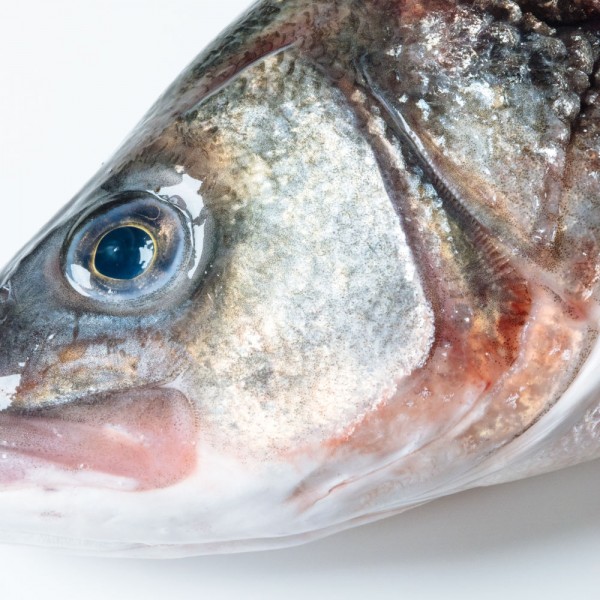 Lubinas salvajes - Cetárea Sport S.L.